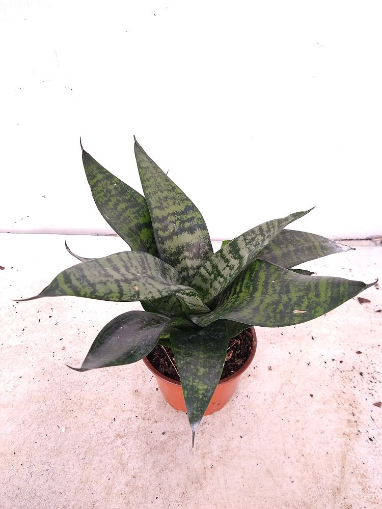 Buy Sansevieria trifasciata 'Hahnii Green' | Free Shipping over $100