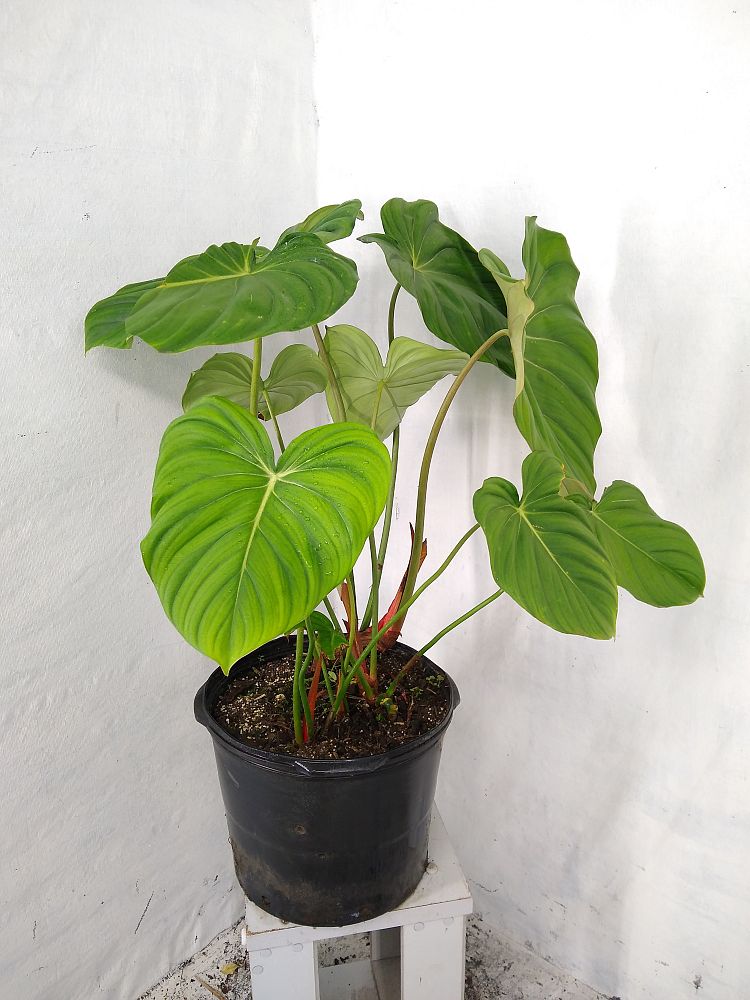 Buy Philodendron McDowell | Free Shipping over $100