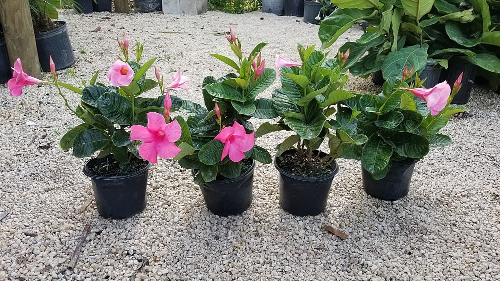 Mandevilla – Pink | PlantVine