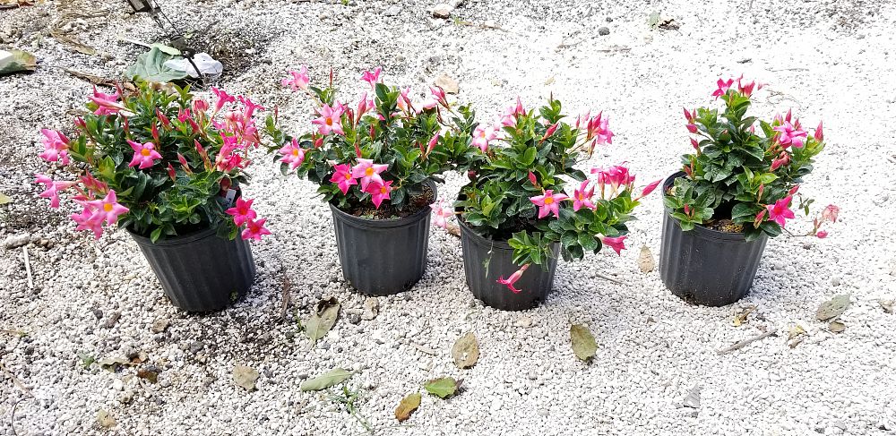 Mandevilla – Pink, Dipladenia | PlantVine