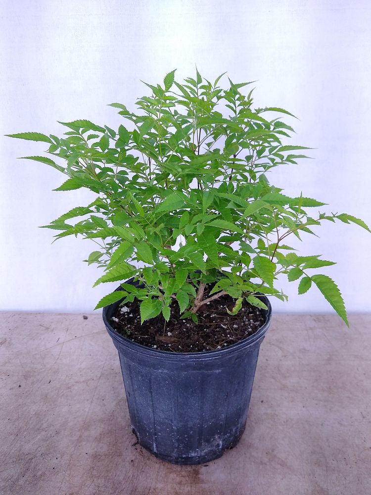 Buy Tecoma Stans 'Orange Jubilee', Yellow Elder, Esperanza ...