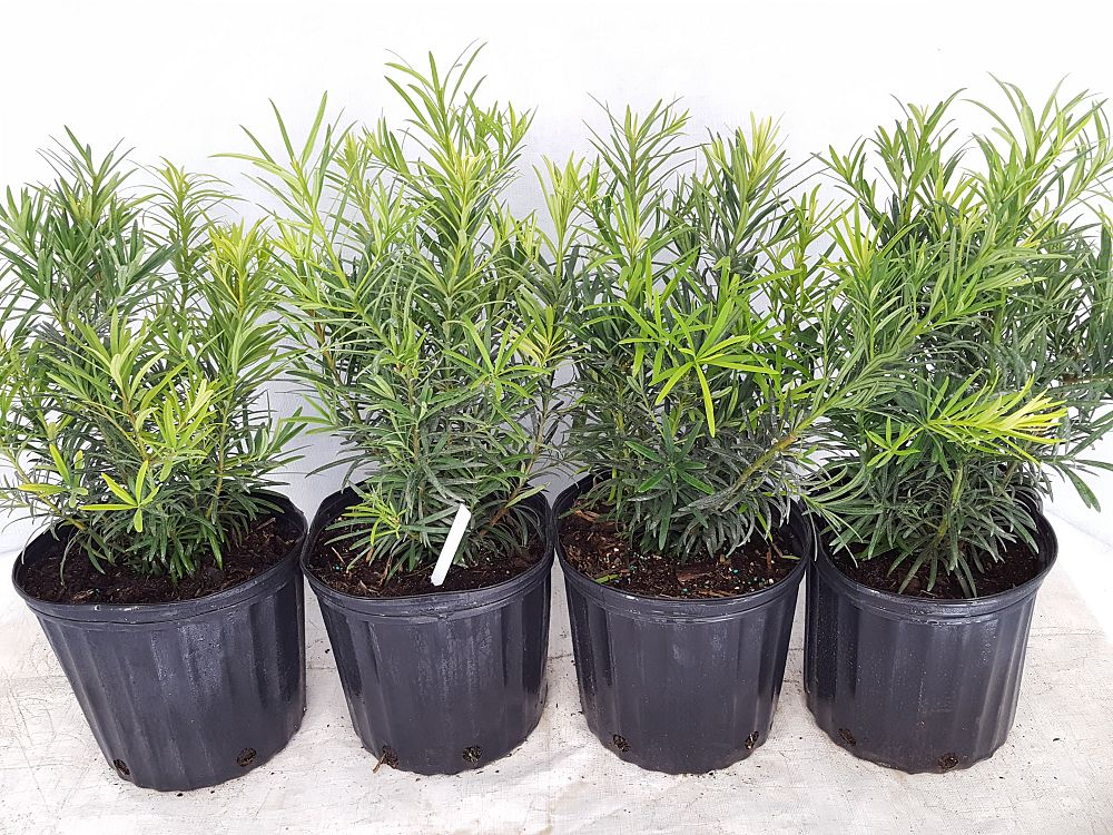Buy Podocarpus macrophyllus, Japanese Yew | Free Shipping over $100
