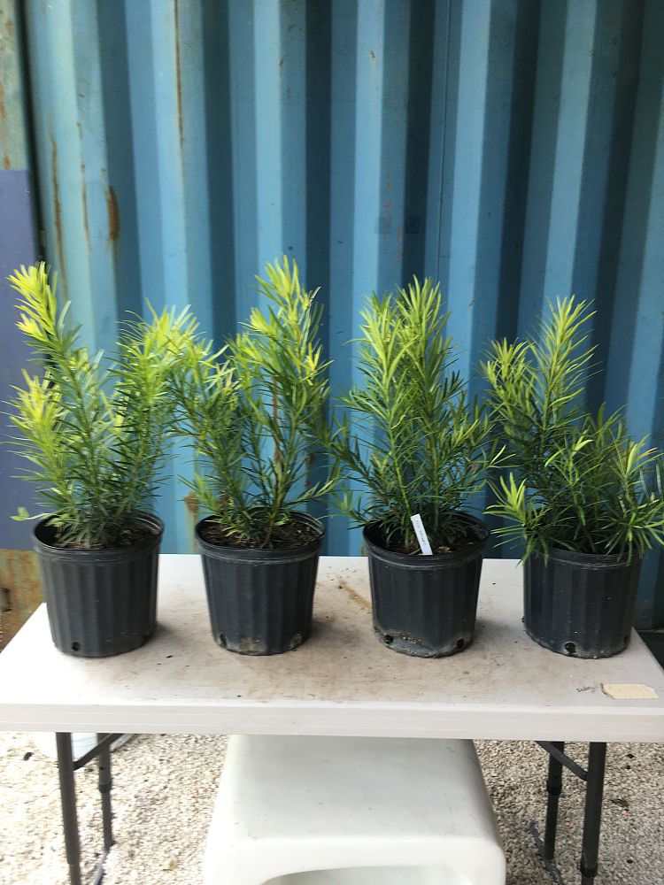 Buy Podocarpus macrophyllus, Japanese Yew | Free Shipping over $100
