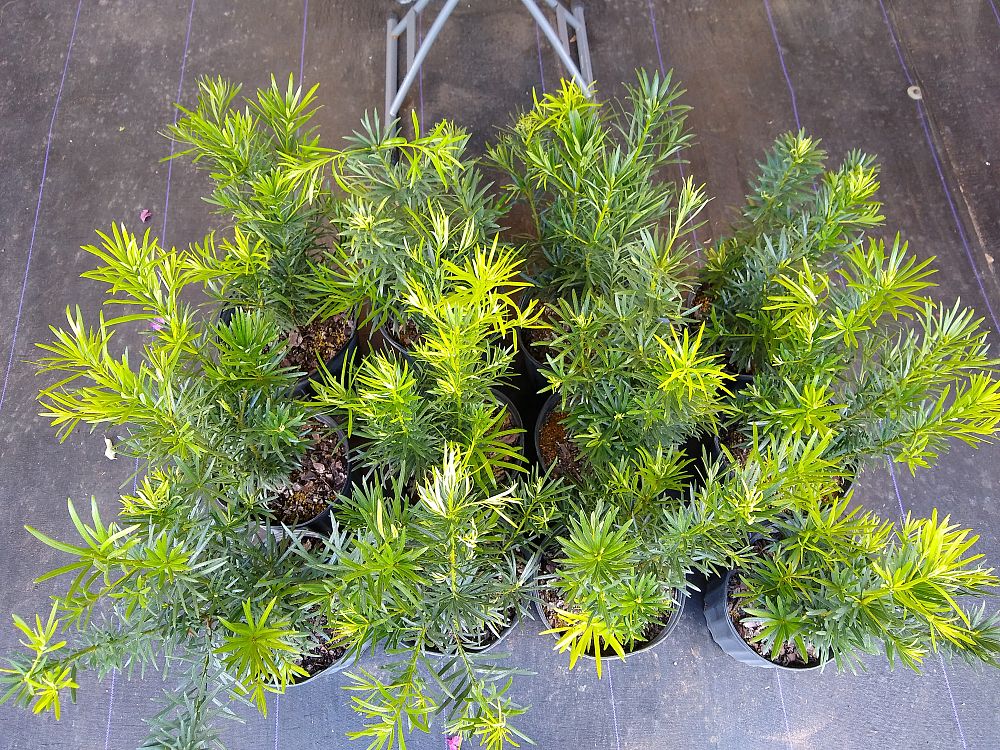 Buy Podocarpus macrophyllus, Japanese Yew | Free Shipping over $100