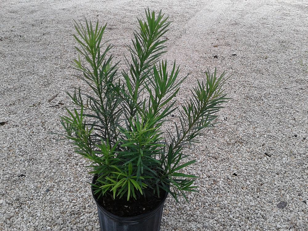 Podocarpus macrophyllus, Japanese Yew | PlantVine