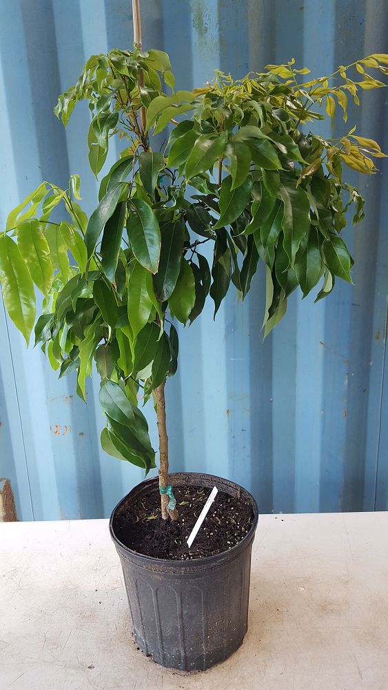 Buy Litchi chinensis 'Sweetheart', Lychee Nut Tree | Free Shipping over ...