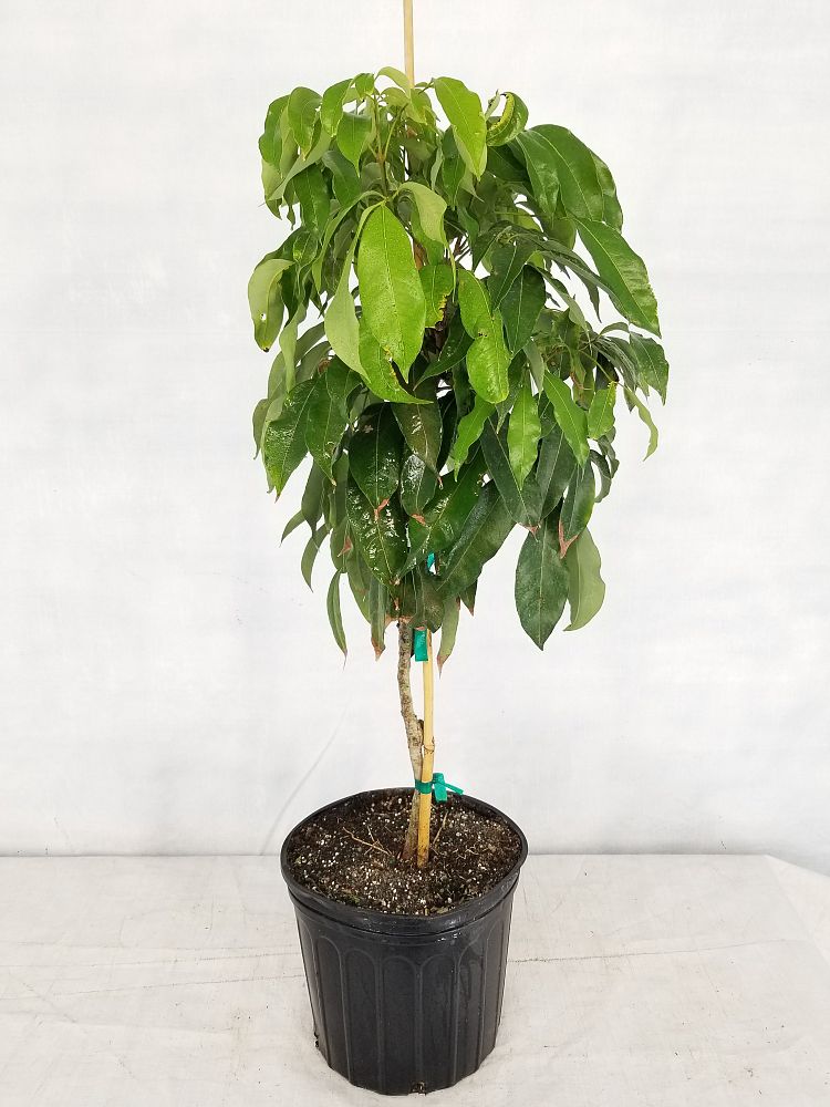 Azadirachta indica, Neem Tree, Indian Lilac | PlantVine