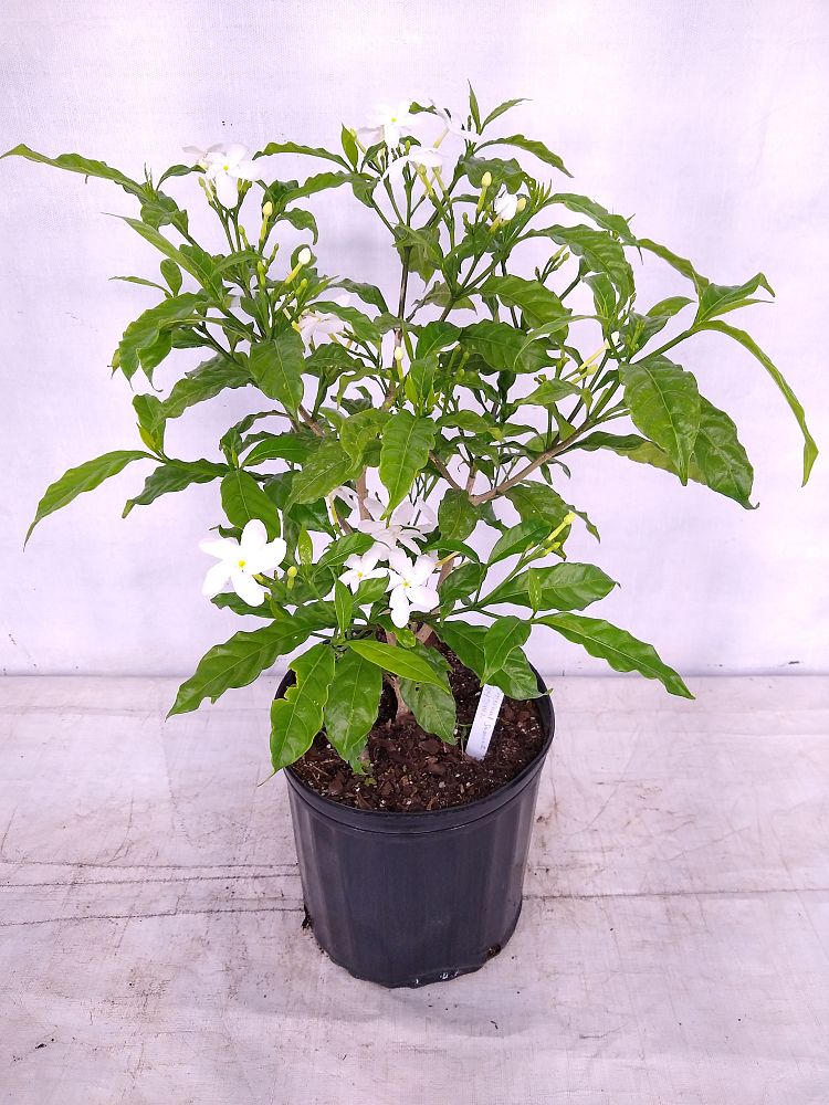 Buy Gardenia jasminoides 'Pinwheel', Cape Jasmine, Gandharaj, Gardenia ...