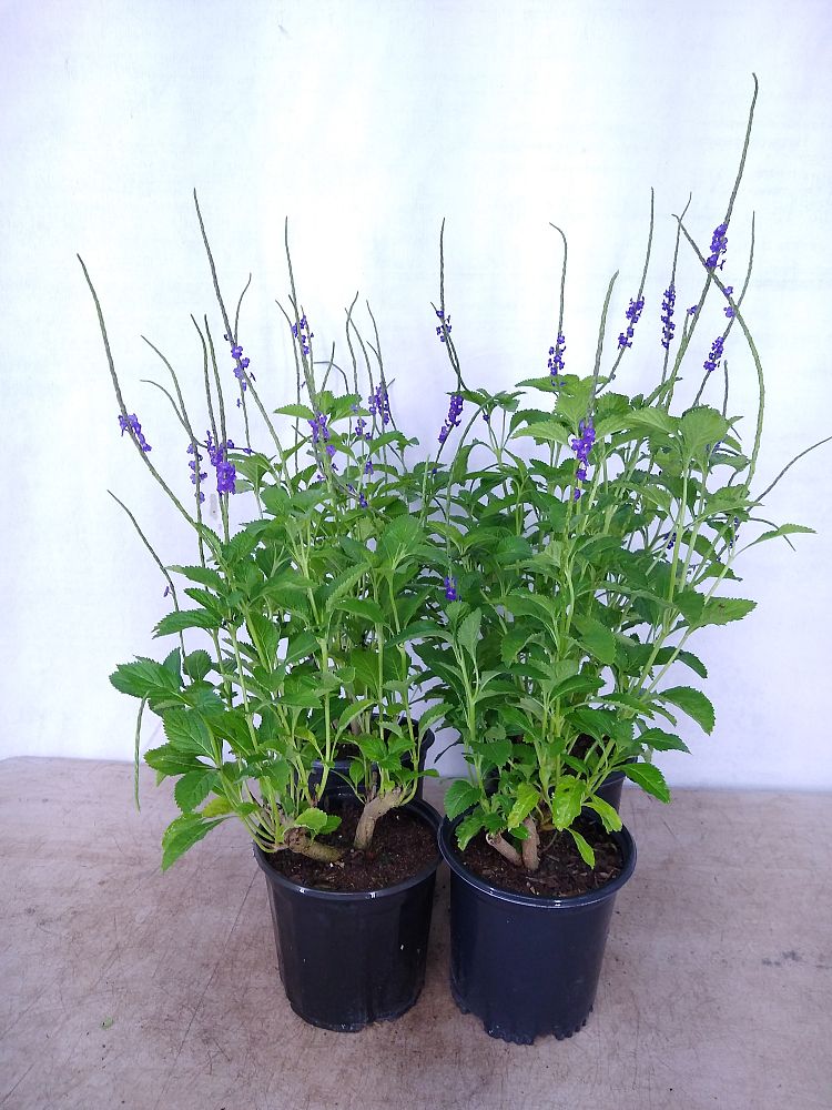 Buy Stachytarpheta jamaicensis, Florida Native Porterweed | Free ...