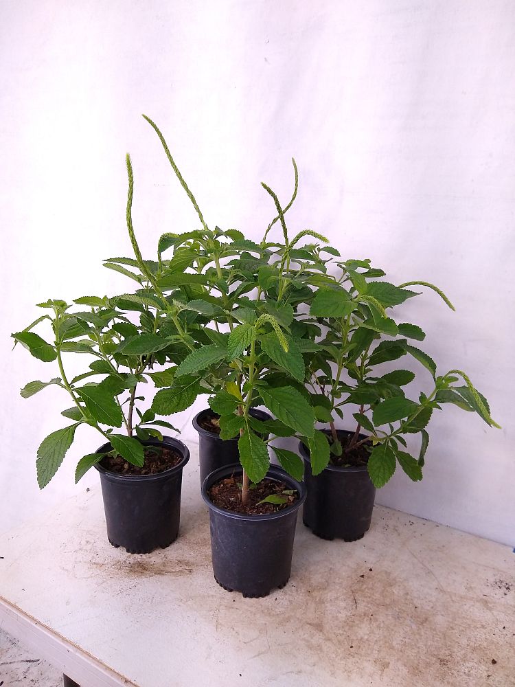 Buy Stachytarpheta jamaicensis, Florida Native Porterweed | Free ...