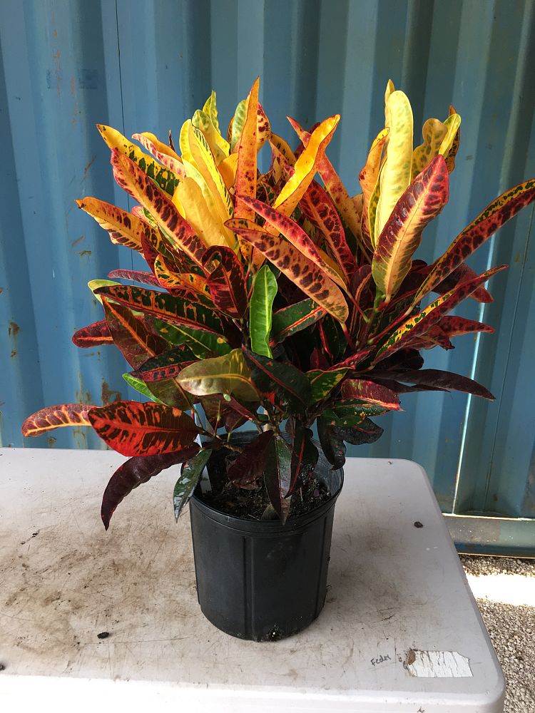 Codiaeum variegatum 'Congo', Croton | PlantVine