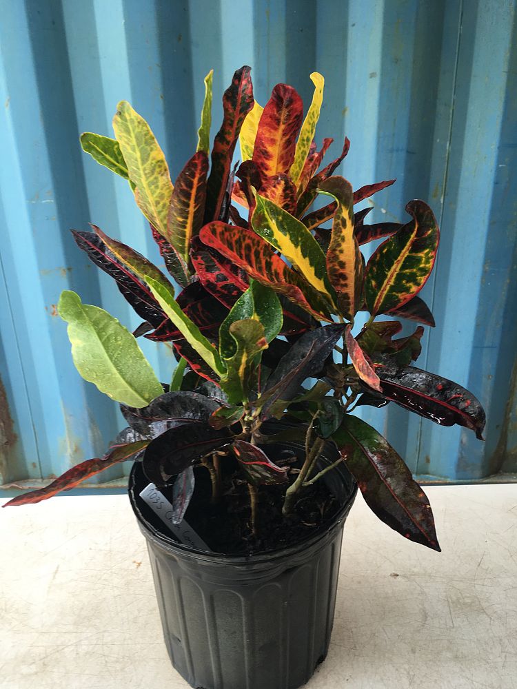 Codiaeum variegatum 'Congo', Croton | PlantVine