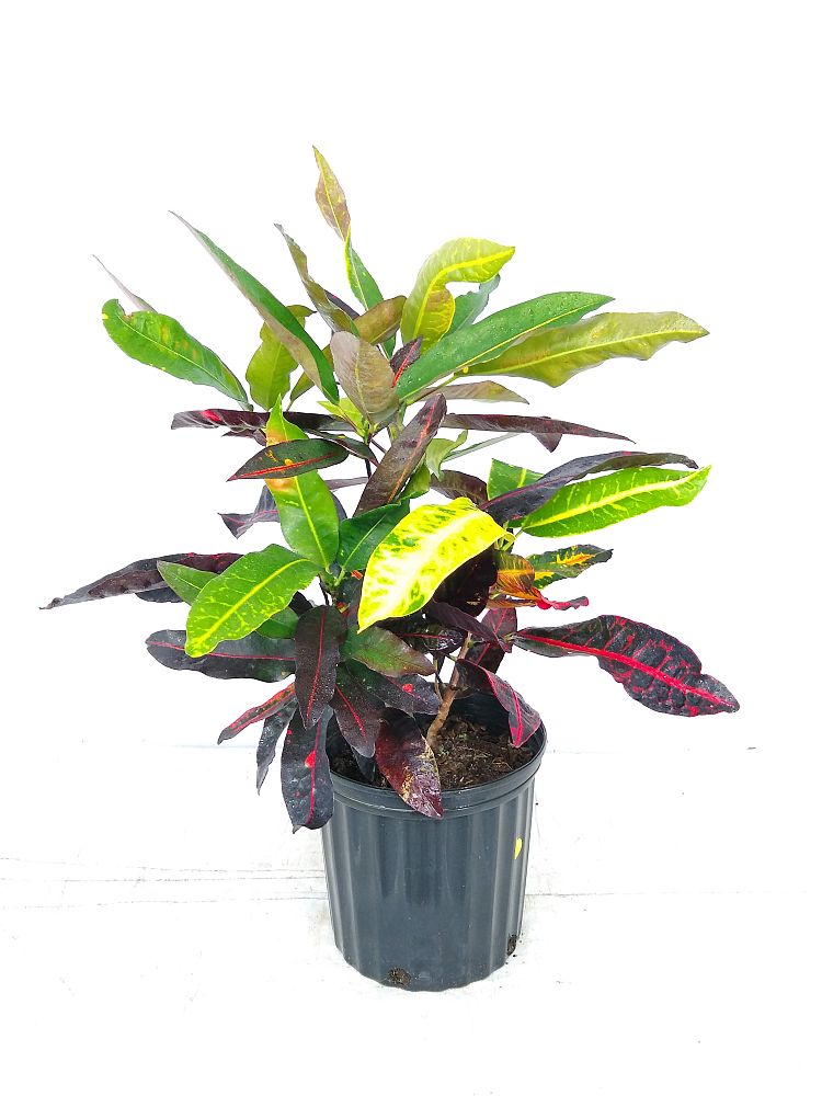 Buy Codiaeum variegatum 'Congo', Croton | Free Shipping over $100