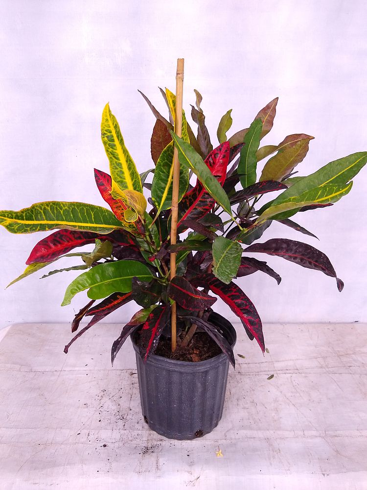 Buy Codiaeum variegatum 'Congo', Croton | Free Shipping over $100