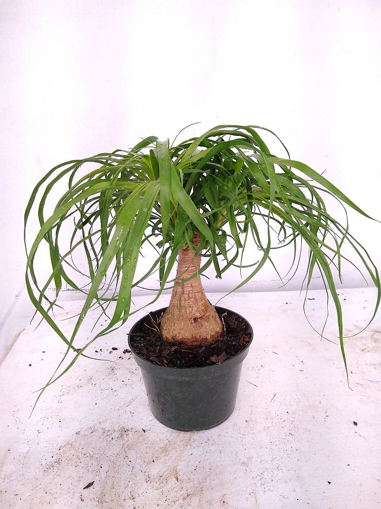 Buy Beaucarnea recurvata, Ponytail Palm, Nolina Recurvata, Elephant's ...