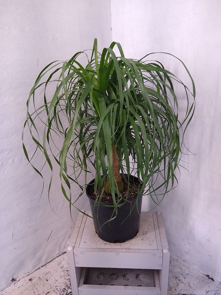 Buy Beaucarnea recurvata, Ponytail Palm, Nolina Recurvata, Elephant's ...