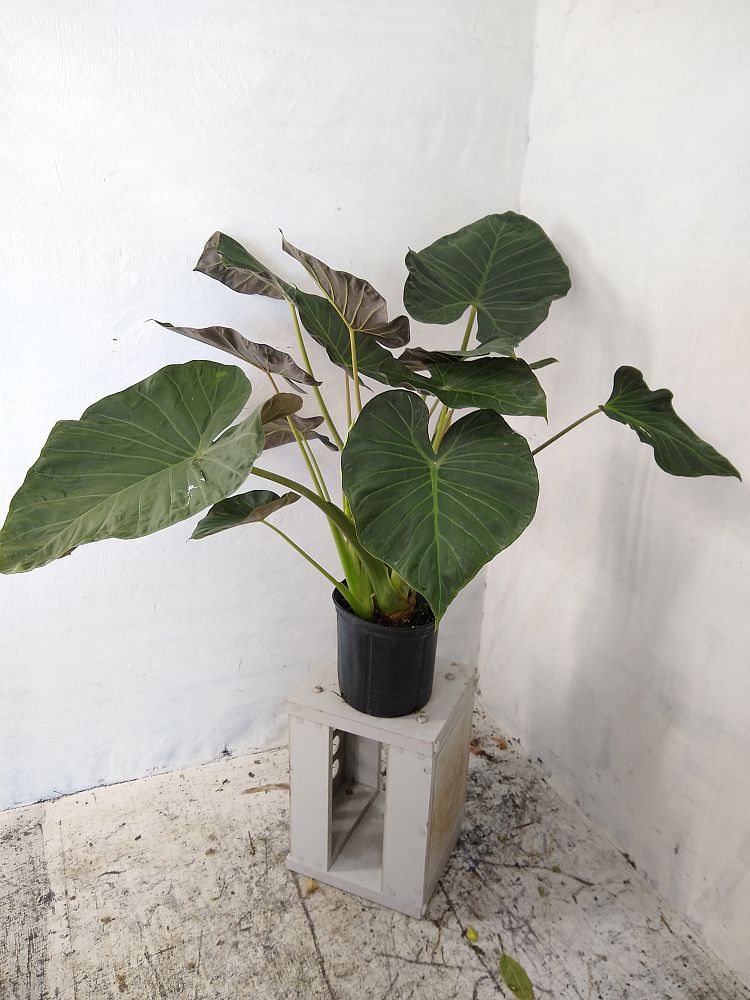 Buy Alocasia 'Regal Shields', Elephant Ear | Free Shipping over $100