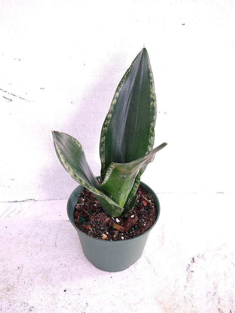 Buy Sansevieria 'Whitney', Snake Plant | Free Shipping over $100
