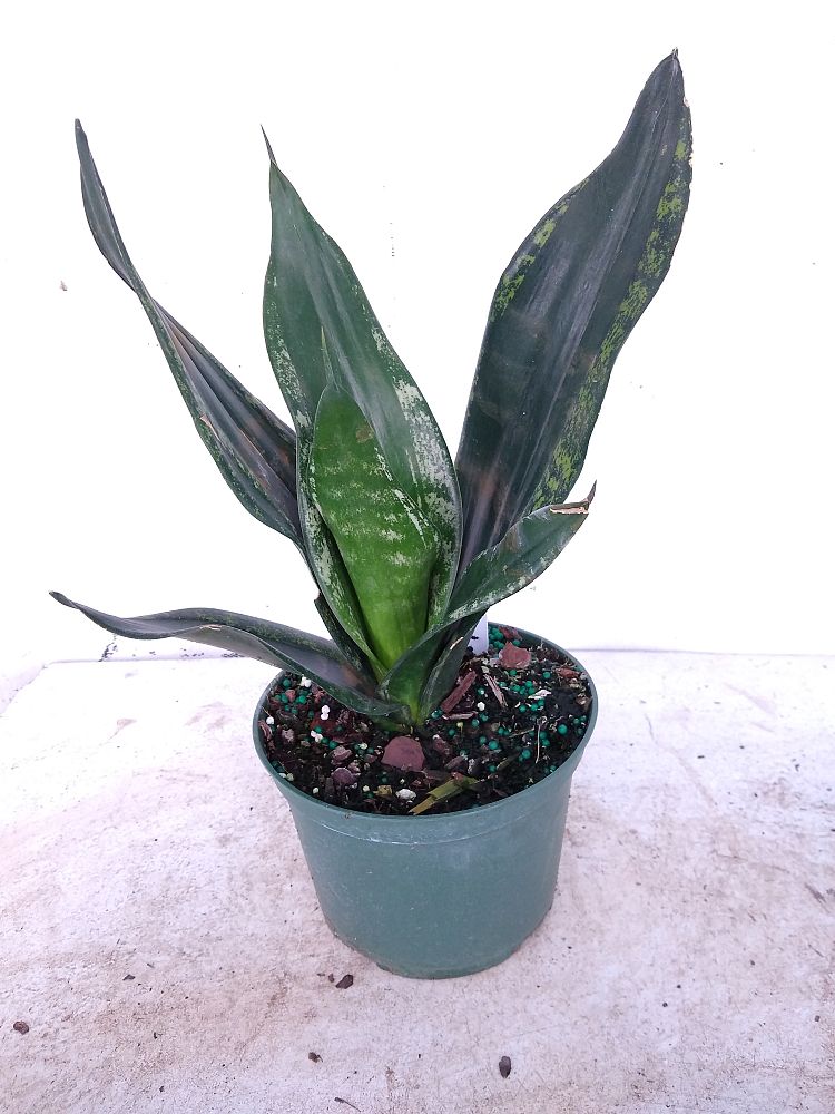 Buy Sansevieria 'Whitney', Snake Plant | Free Shipping over $100