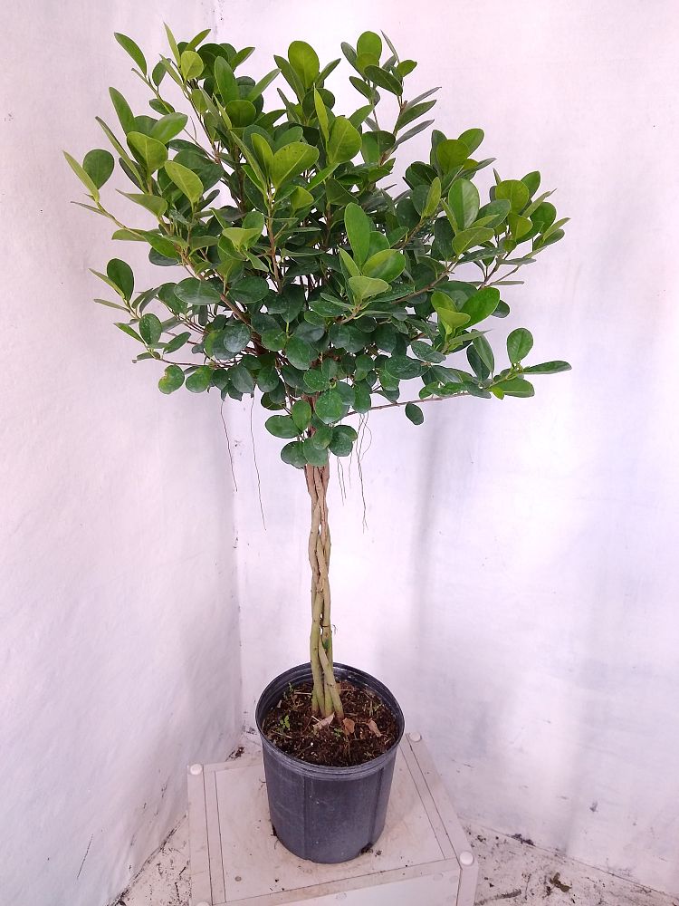 Buy Ficus benjamina 'Danielle', Ficus Daniella, Ficus Moclame | Free ...