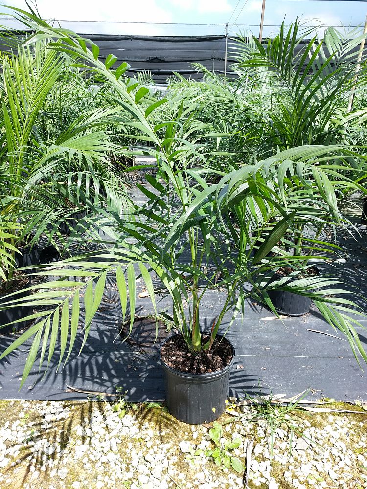 Buy Chamaedorea hooperiana, Maya Palm | Free Shipping over $100