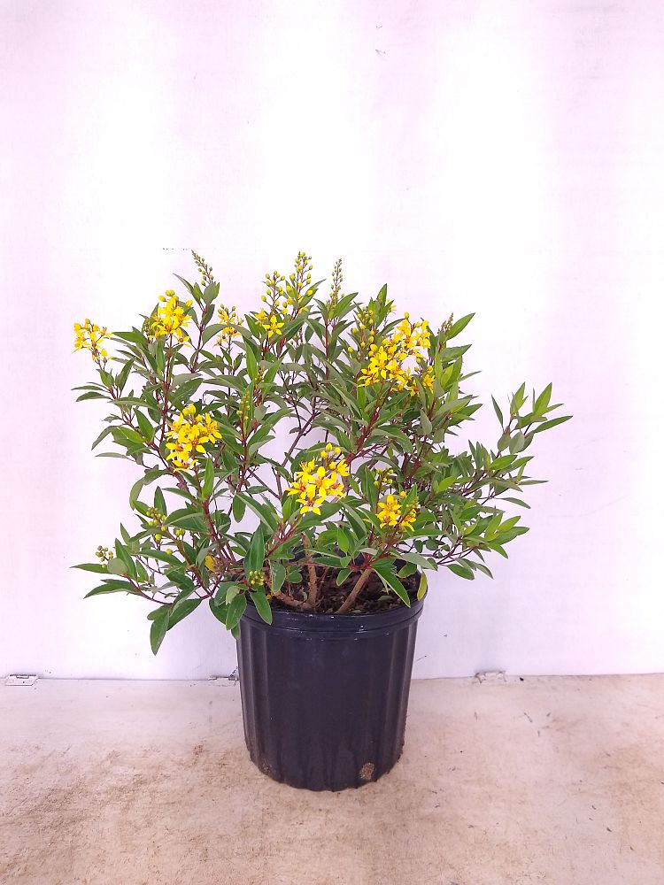 Buy Galphimia glauca, Gold Shower, Galphimia gracilis, Shower of Gold, Golden Thryallis ...