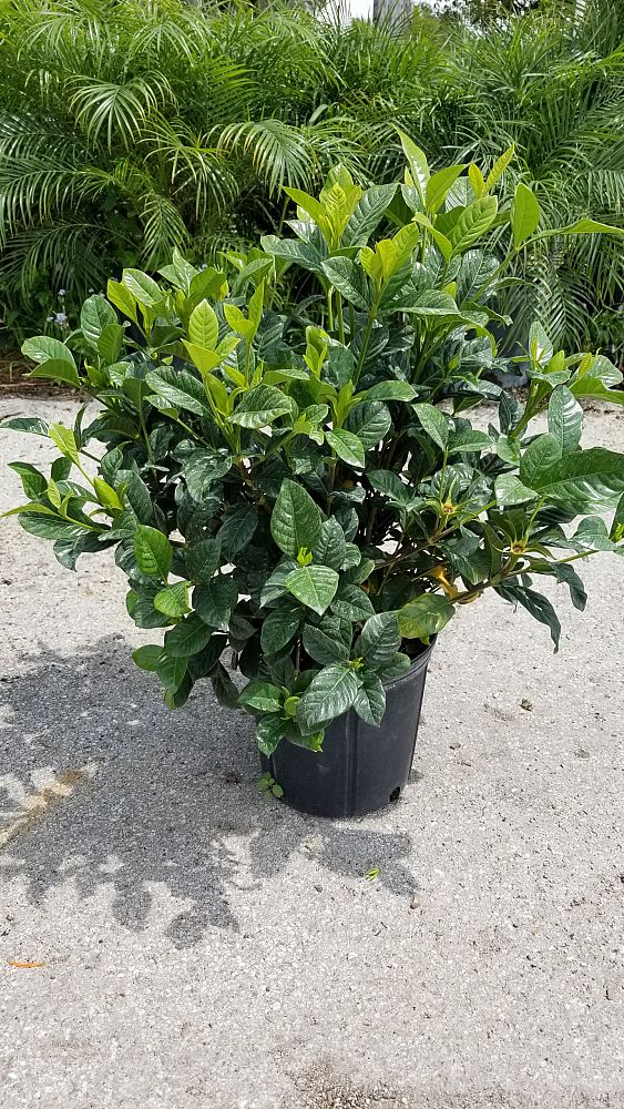 Gardenia jasminoides 'Miami Supreme', Cape Jasmine, Gandharaj, Gardenia ...