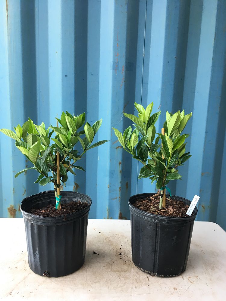 Gardenia jasminoides 'Miami Supreme', Cape Jasmine, Gandharaj, Gardenia ...