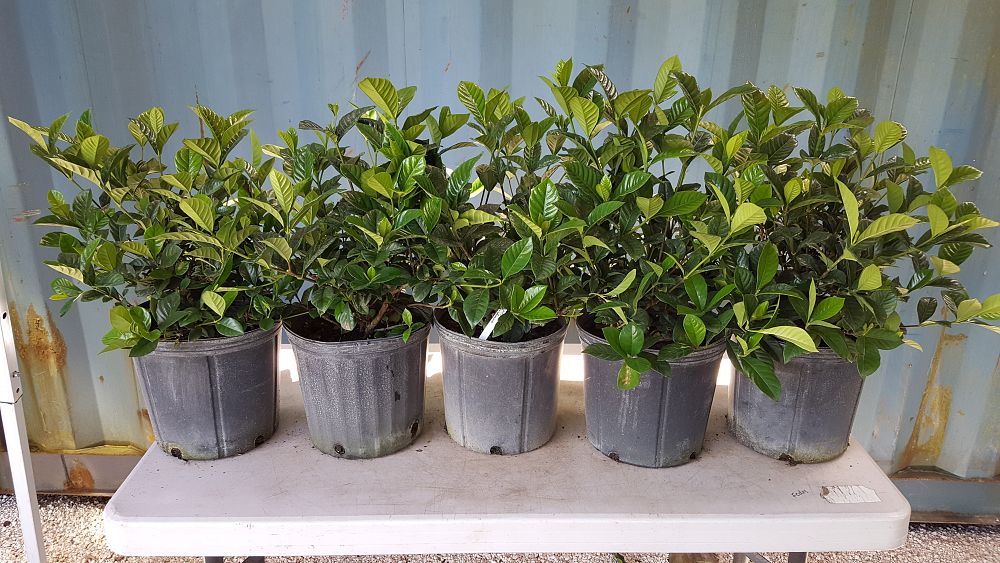 Gardenia jasminoides 'Miami Supreme', Cape Jasmine, Gandharaj, Gardenia ...