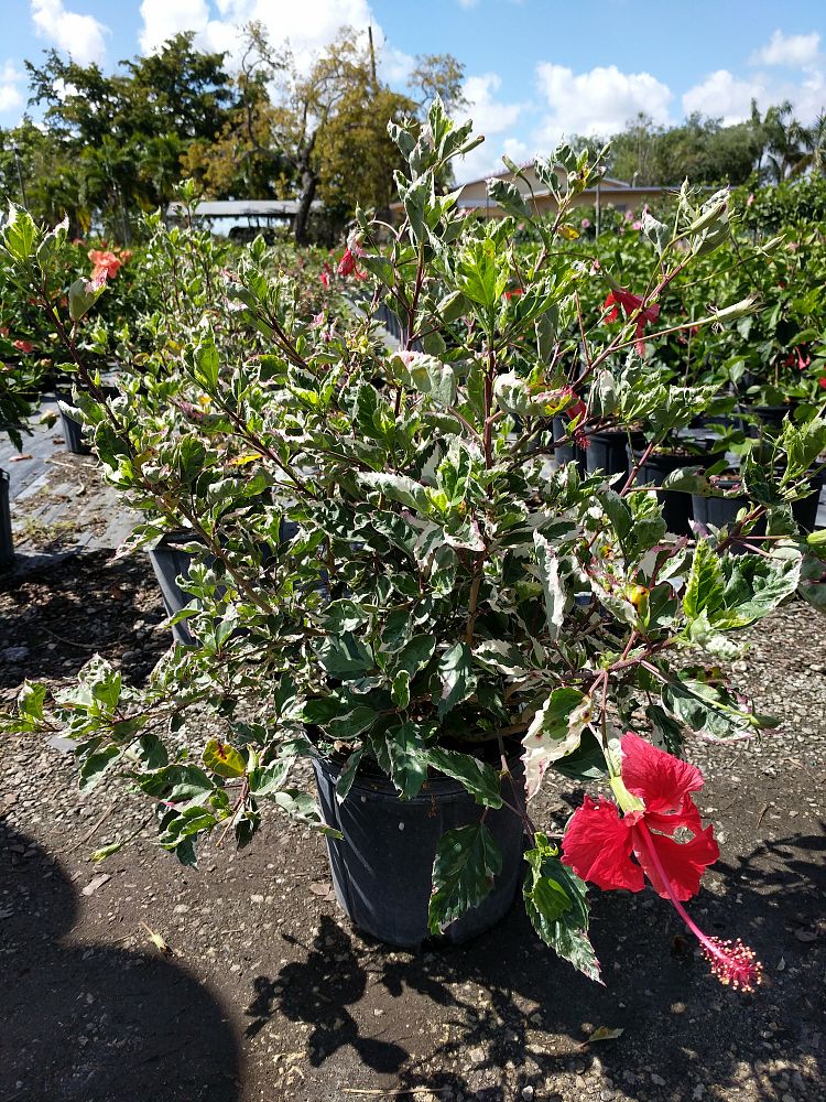 Hibiscus rosa-sinensis 'Snow Queen', Variegated Tropical Hibiscus ...