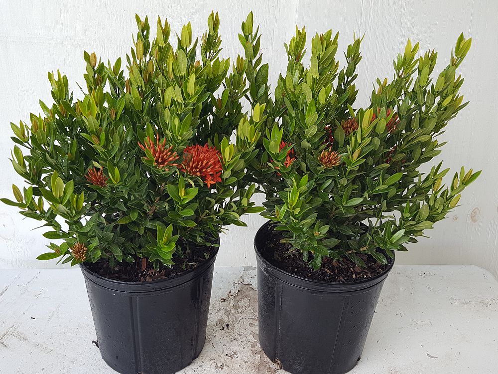 Buy Ixora taiwanensis 'Dwarf Red', Flame of the Woods, Jungle Flame ...