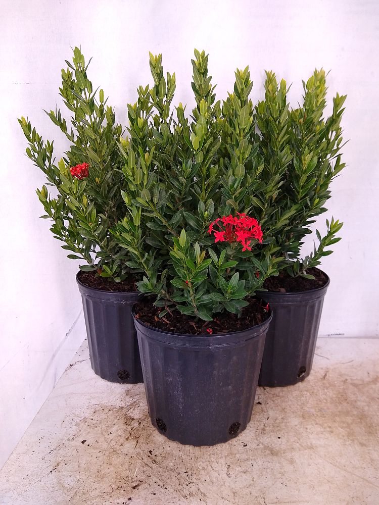 Buy Ixora taiwanensis 'Dwarf Red', Flame of the Woods, Jungle Flame ...