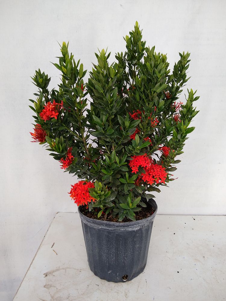 Buy Ixora taiwanensis 'Dwarf Red', Flame of the Woods, Jungle Flame ...