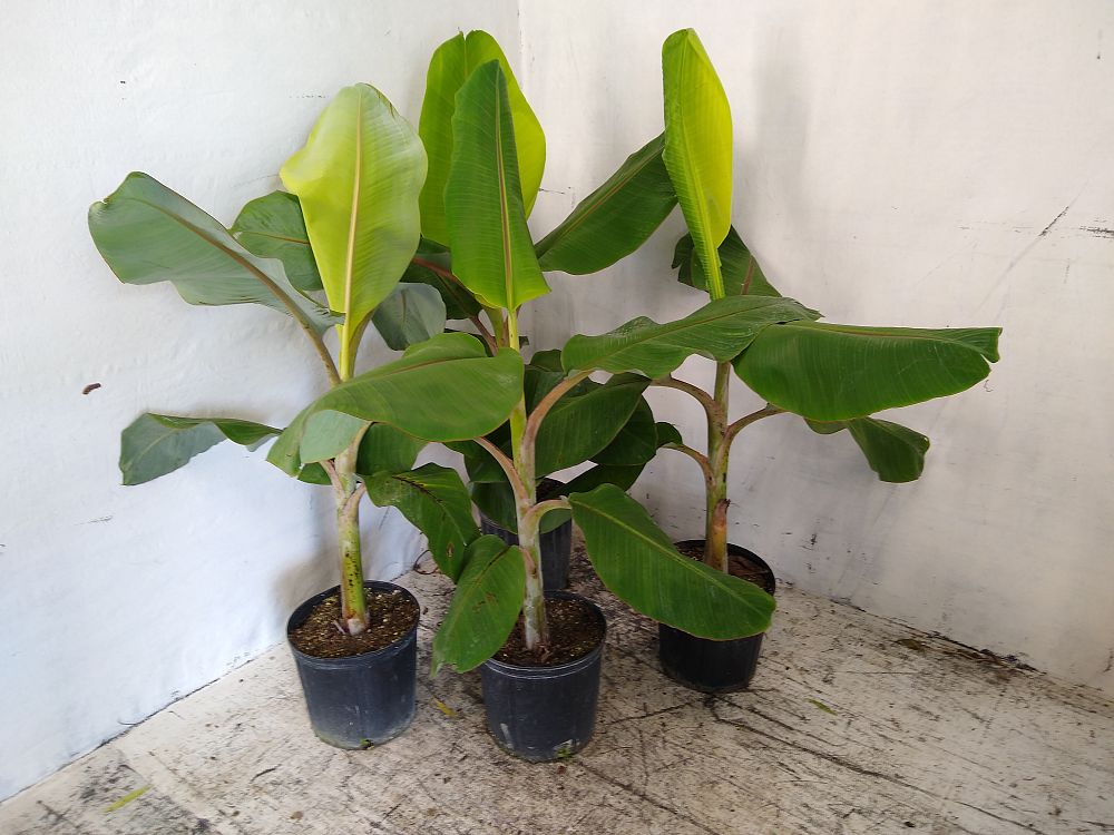 Buy Musa acuminata 'Ice Cream', Banana 'Blue Java' | Free Shipping over ...