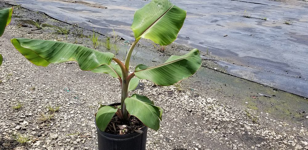 Musa acuminata 'Ice Cream', Banana | PlantVine