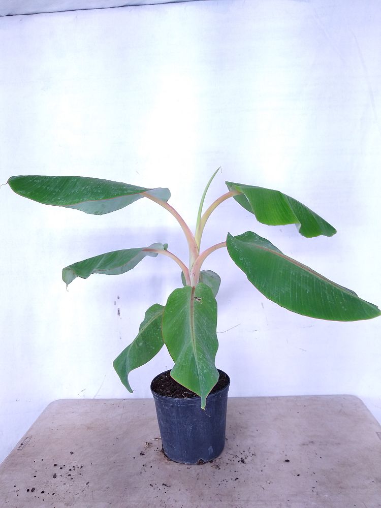 Buy Musa acuminata 'Ice Cream', Banana 'Blue Java' | Free Shipping over ...