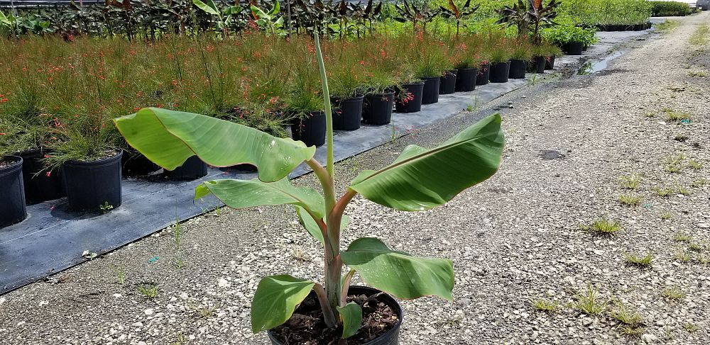 Musa acuminata 'Ice Cream', Banana | PlantVine