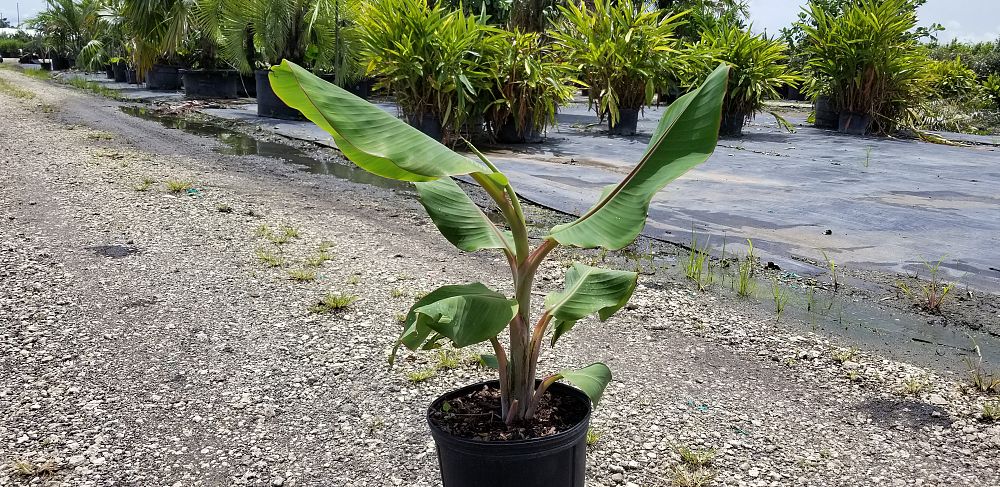 Musa acuminata 'Ice Cream', Banana | PlantVine