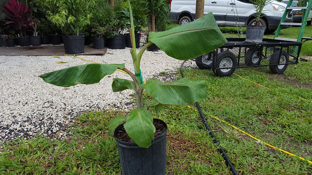 Musa acuminata 'Ice Cream', Banana | PlantVine
