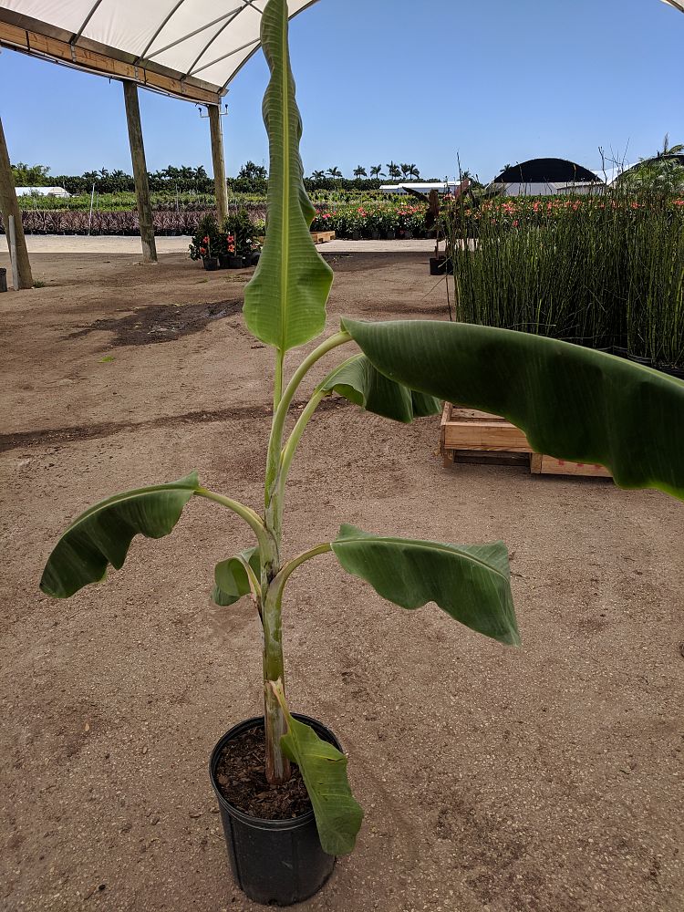 Musa acuminata 'Ice Cream', Banana | PlantVine