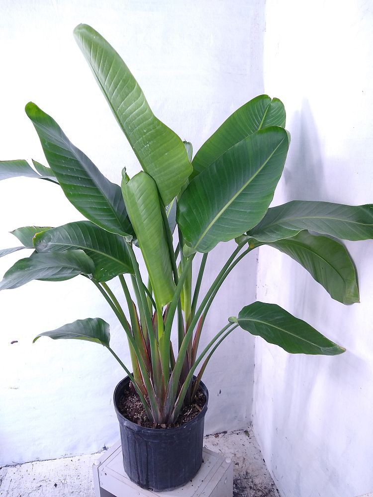 Buy Strelitzia nicolai, White Bird of Paradise | Free Shipping over $100