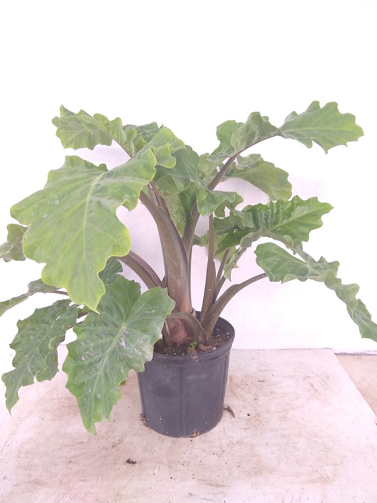 Buy Alocasia 'Low Rider', Elephant Ear | Free Shipping over $100