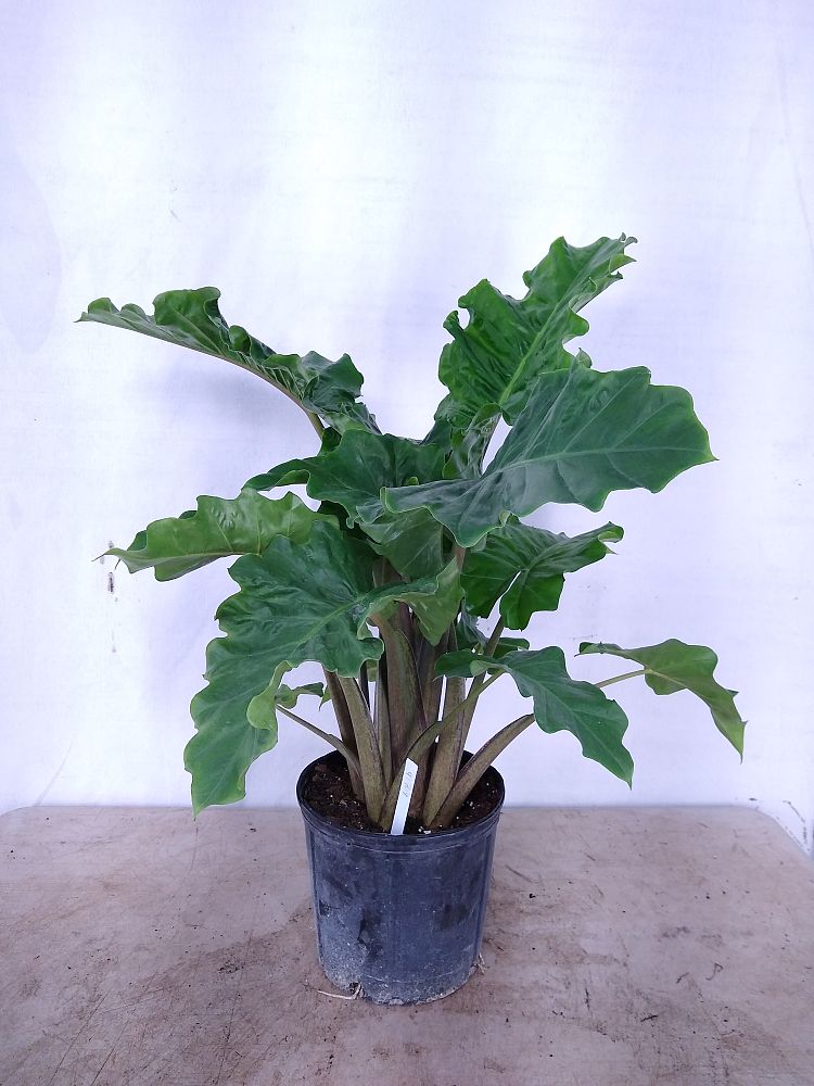 Buy Alocasia 'Low Rider', Elephant Ear | Free Shipping over $100