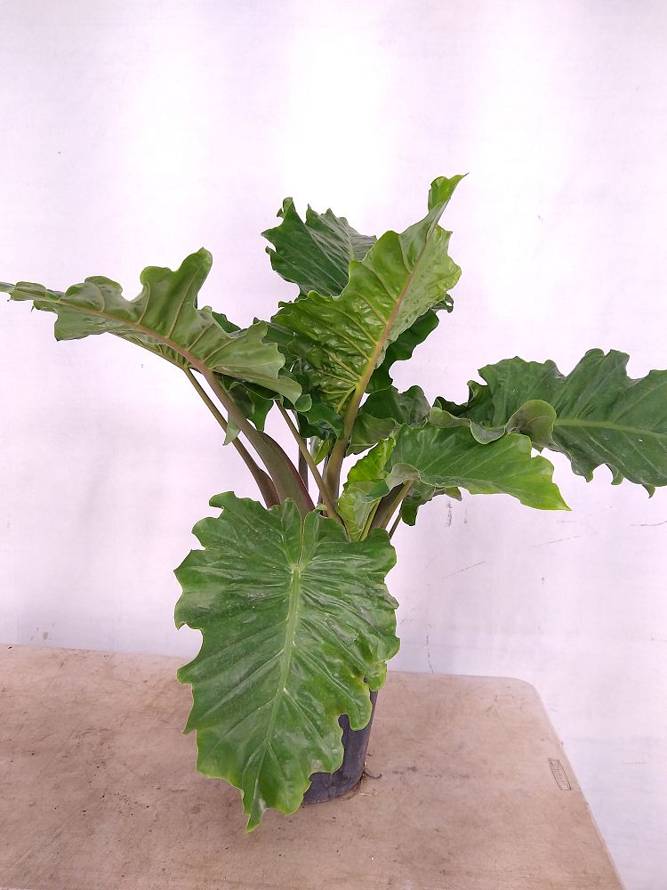 Buy Alocasia 'Low Rider', Elephant Ear | Free Shipping over $100
