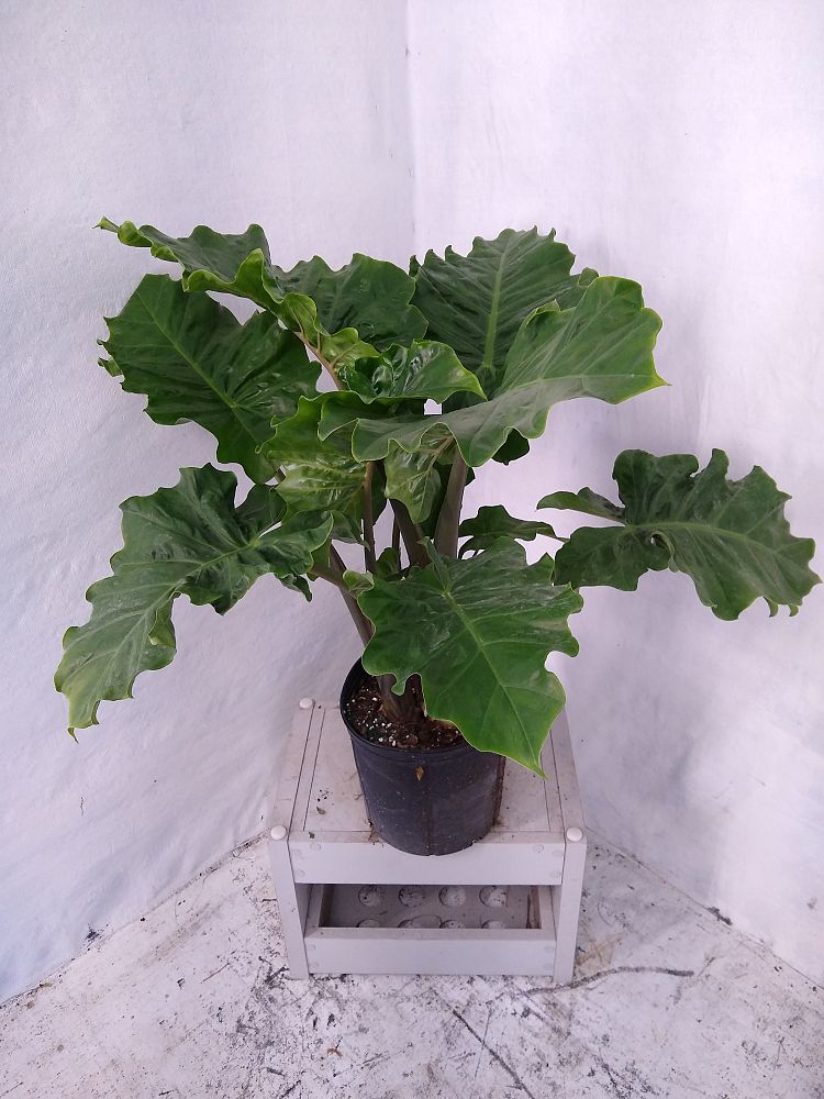 Buy Alocasia 'Low Rider', Elephant Ear | Free Shipping over $100