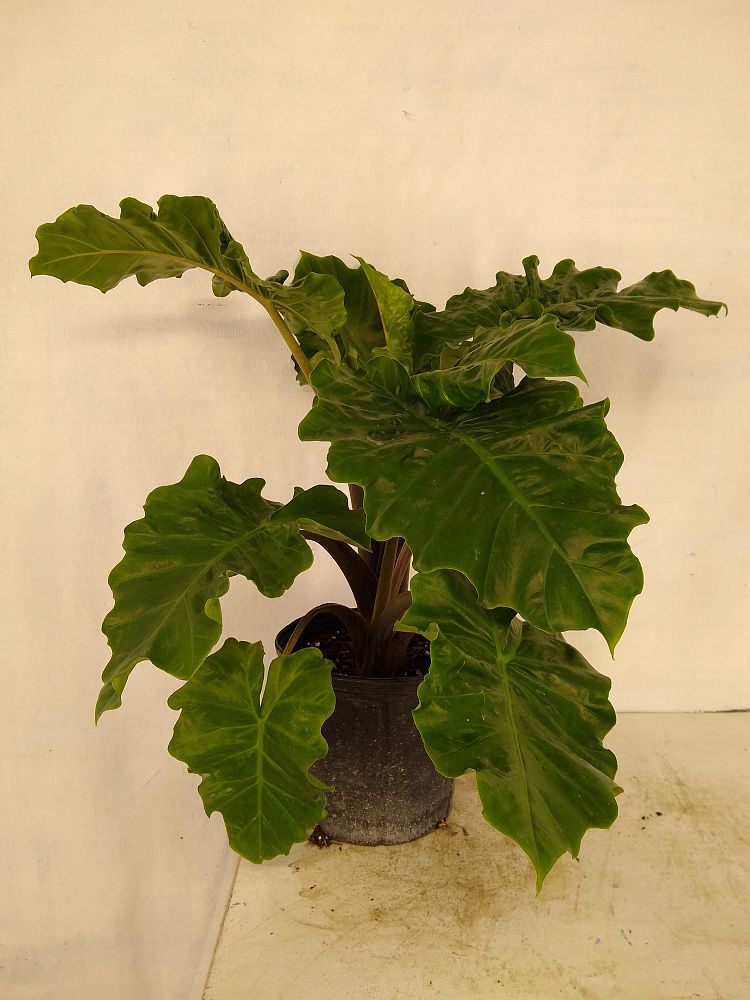 Buy Alocasia 'Low Rider', Elephant Ear | Free Shipping over $100