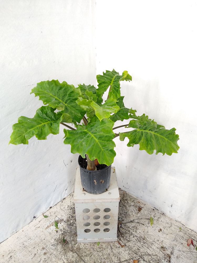 Buy Alocasia 'Low Rider', Elephant Ear | Free Shipping over $100