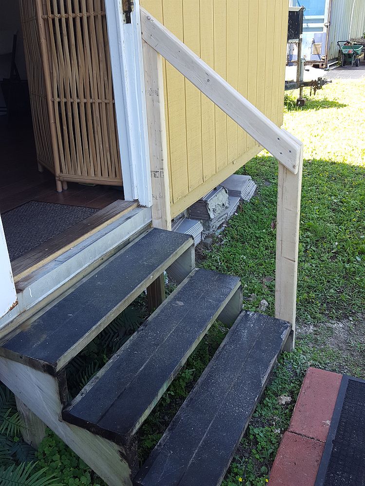 Buy Alocasia 'Low Rider', Elephant Ear | Free Shipping over $100