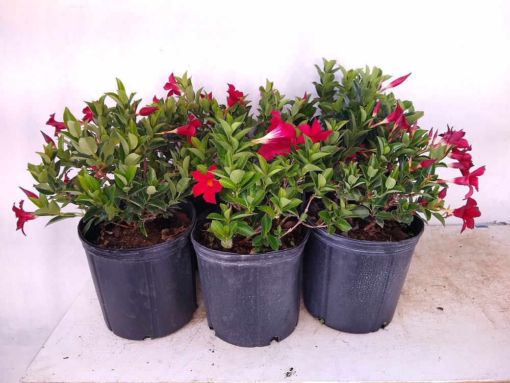 Buy Mandevilla – Red, Dipladenia | Free Shipping over $100