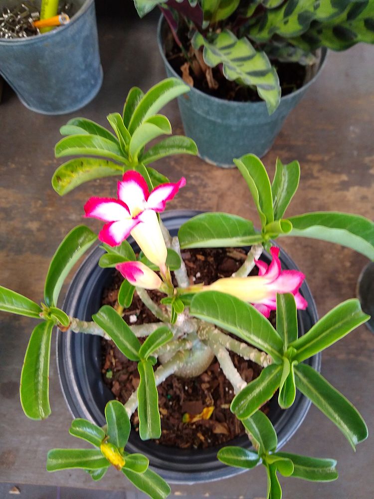 Buy Adenium obesum 'Bi-color White/Pink', Desert Rose | Free Shipping ...